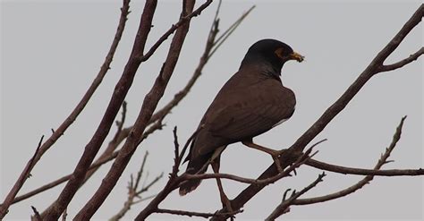 Myna Free Stock Video Footage, Royalty-Free 4K & HD Video Clip