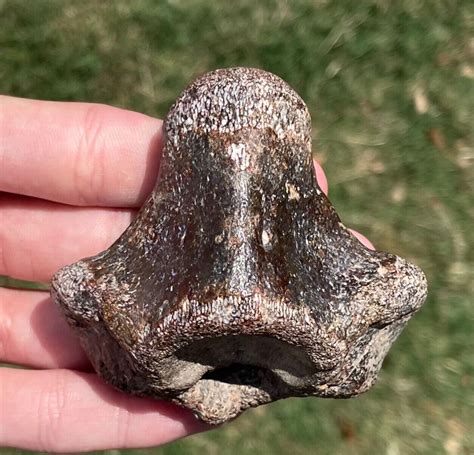 Texas Fossil Mosasaur Vertebrae Cretaceous Age Dinosaur Bone Values Mavin