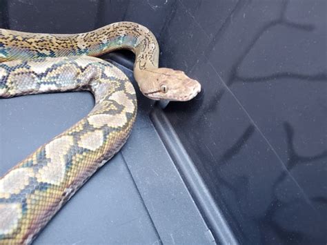 100 Superdwarf Female Reticulated Python By Jasons Snakes And Reptiles