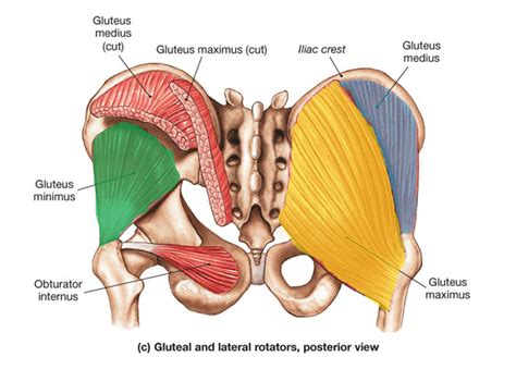 Butt Muscles