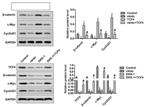 Tcf4 Adjusted The Wnt β Catenin Signaling Pathway A The Relative