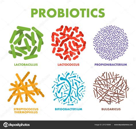 Lactobacillus Bulgaricus Diagram