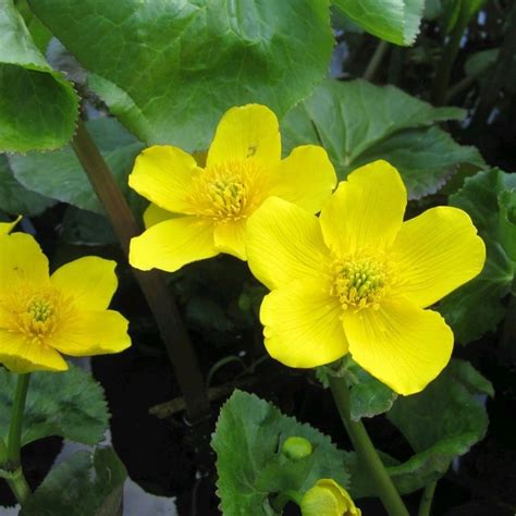 Buy Marsh Marigold Caltha Palustris