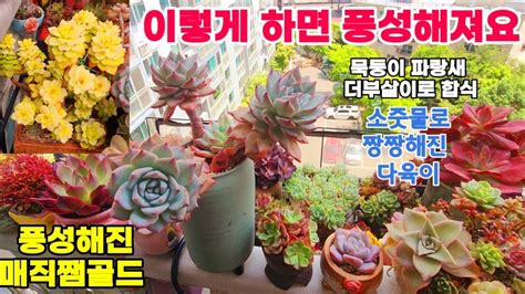 다육이 꿀팁으로 ♦️풍성해진 매직쨈골드 꿀벅지 ♦️묵둥이 파랑새 밖에서도 치마를 입어요 ♦️소줏물 뿌리기succulent