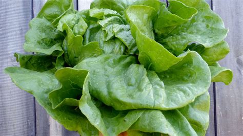 Lettuce Know Logistics At John Mcfadden Blog