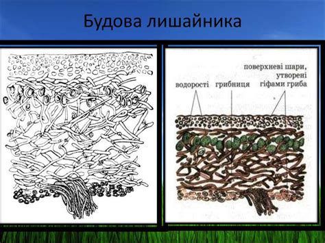 Лишайники Online Presentation