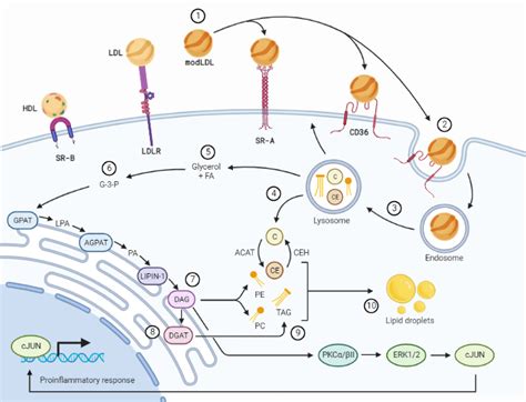 Role Of Lipin 1 In Modified Ldl Induced Pro Inflammatory Response