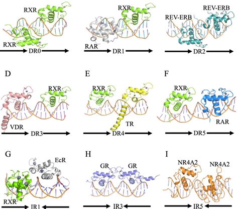 Comparison With Other Rxr Heterodimer Complexes A Rxrrxrdr0 Pdb