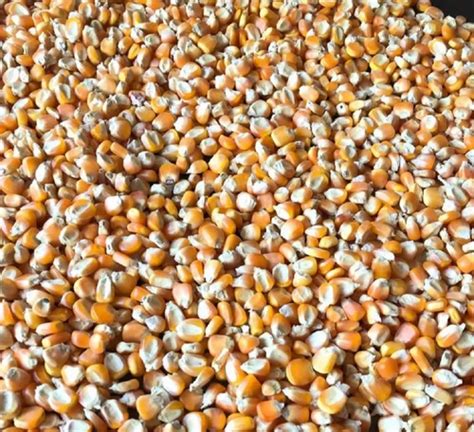 Kernel Yellow Corn Cattle Feed 3 Mm Packaging Size 50 Kg At ₹ 28kg