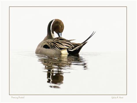 Preening Pintail Photograph By Sylvia Hosie Pixels
