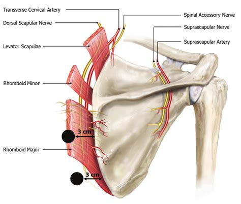 Anatomy Of Scapula