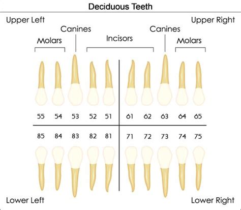 Primary Numbering System