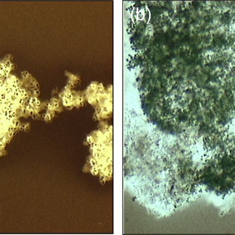 A Microcystis Aeruginosa Paris Museum Collection Pmc 126220