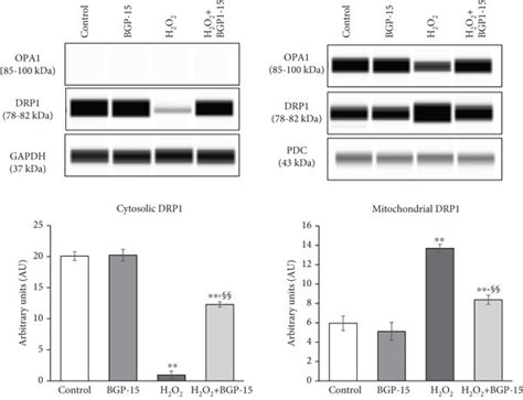 Effect Of Bgp 15 Treatment On Intracellular Distribution Of Drp1