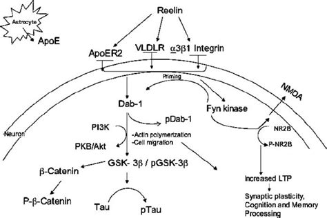The Reelin Signaling System And Cognition Extracellular Reelin Download Scientific Diagram