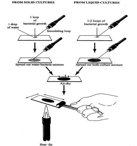 Bacteria Morphology And Staining Techniques Lab Staining Bacteria Flashcards Quizlet