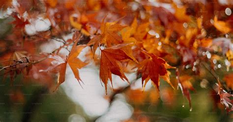 가을에 붉은 잎을 가진 나무 사진 Unsplash의 레드 에이서 리프 이미지