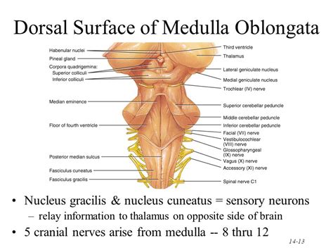 Cranial Nerve Nuclei Anatomy And Embryology Kenhub 45 Off