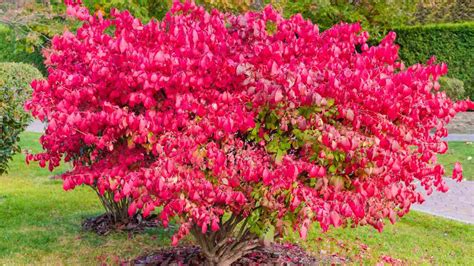How To Grow And Care For Burning Bush Eunymus Alatus