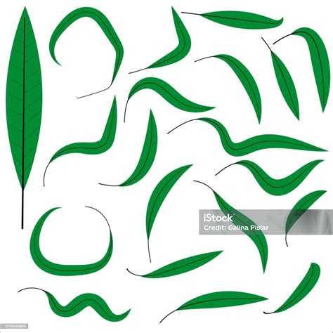 다른 면에서 녹색 길쭉한 차 잎 세트 하나의 열대 잎의 변형 장식 및 디자인 웹 페이지 엽서 포장 포스터 직물 배너를위한 스톡 벡터 일러스트레이션 개념에 대한 스톡 벡터