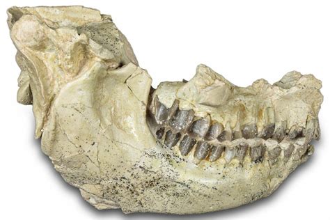42 Fossil Oreodont Leptauchenia Partial Skull South Dakota