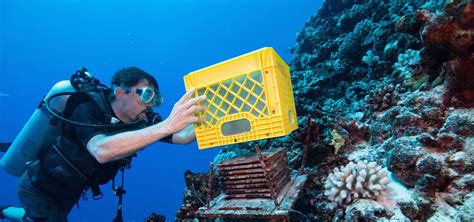 Autonomous Reef Monitoring Structures Arms Gump Station