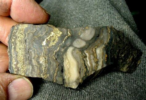 Rare Sleeper Mine Cut Slab 12 Gold Colloform Bands Some Discontinuous 75 2g 3917526825