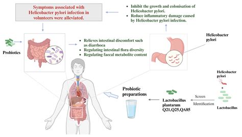Screening Probiotics For Anti Helicobacter Pylori And Investigating The Effect Of Probiotics On