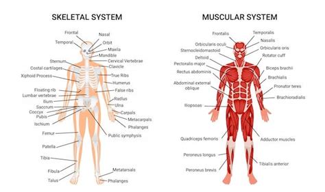 the essential guide to understanding muscle function for effective