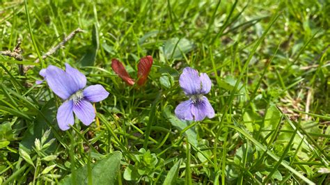 Violets 4 By Ozmosis99 On Deviantart