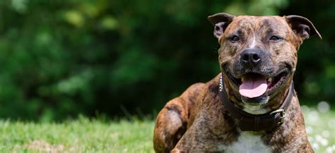 How Much Are American Staffordshire Bull Terrier Puppies