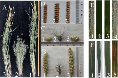 Morphological Characteristics A D Powdery Mildew E And Stripe Rust Download Scientific