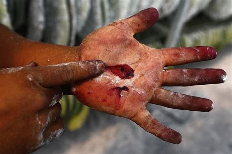 Ancient Dye Bugs Back In Demand
