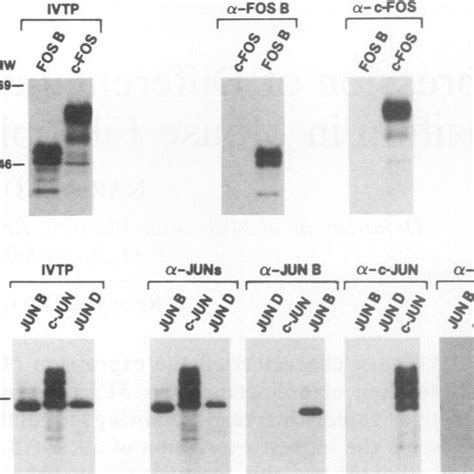 Pdf Expression Of Different Jun And Fos Proteins During The G0 To G1