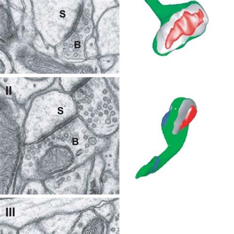Sensory Stimulation Increases Percentage Of Spines Whose Bouton Spine