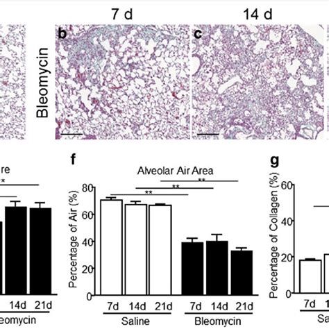 Experimental Timeline For Bleomycin Induced Lung Mouse Fibrosis Sixty Download Scientific