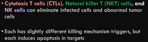 Cell Mediated Effector Responses Flashcards Quizlet