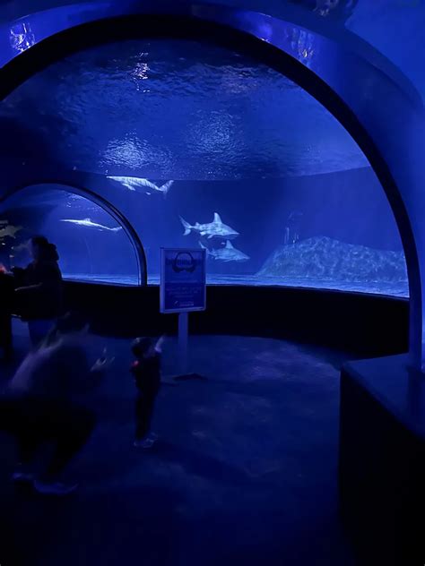 Oklahoma Aquarium In Jenks Complete Guide To Exhibits Hours And Tickets