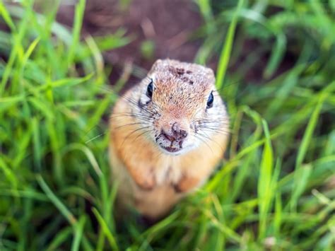 Premium Photo European Gopher On The Lawn Is Looking At Camera Premium Photo European Gopher On The Lawn Is Looking At Camera