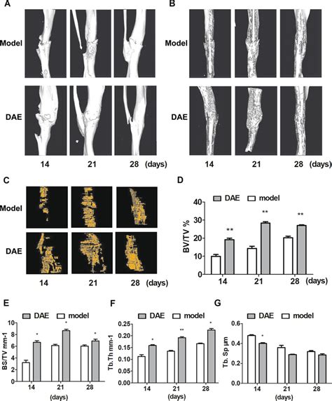Microscopic Ct Analysis Of Fracture In Model Group And Dae Group At 14