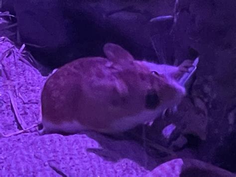 Grasshopper Mouse Zoochat