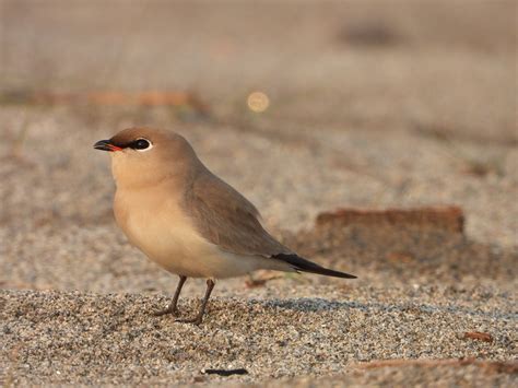 Tek Raj Bhatt Pathfindertek Twitter