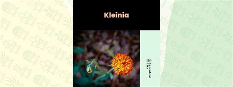 Kleinia Genus Succulent City