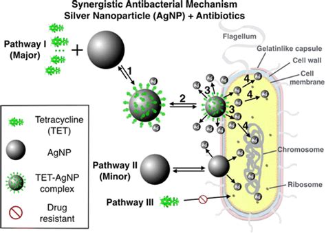 纳米银粒子与常用抗生素联用协同抗菌作用的机理研究environmental Science And Technology X Mol