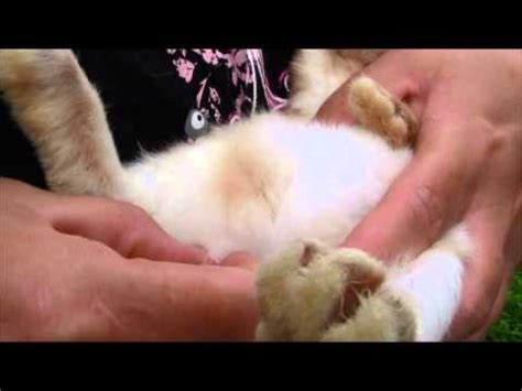 Sexing A Baby Rabbit YouTube