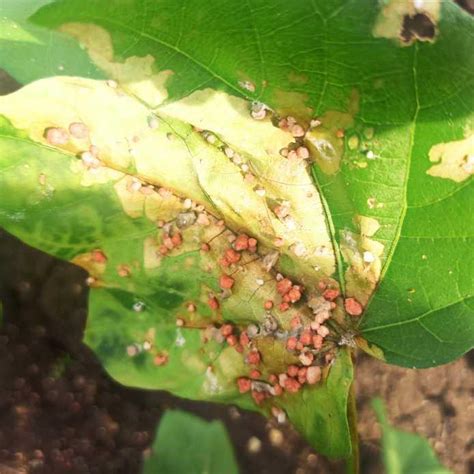Cotton Plant Disease Prediction Object Detection Dataset V3 2022 11 15 1 01am By National