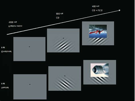 Schematic Representation Of The Experimental Paradigm Download Scientific Diagram