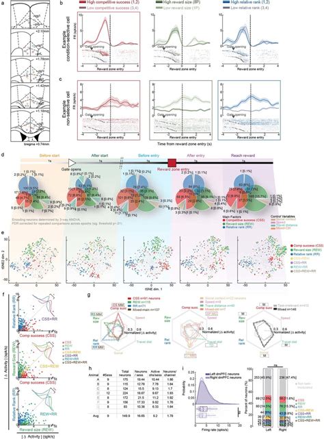 Temporal Dynamic Of Neural Population Response A Electrode Download Scientific Diagram