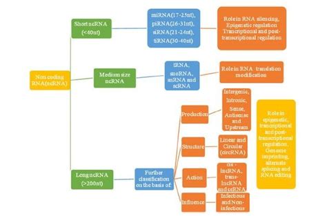 Classification Of Non Coding Rnas The Ncrnas Are Classified Based On