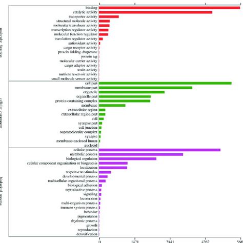 Gene Ontology Go Classification Of Foreleg Transcriptome Unigenes In Download Scientific